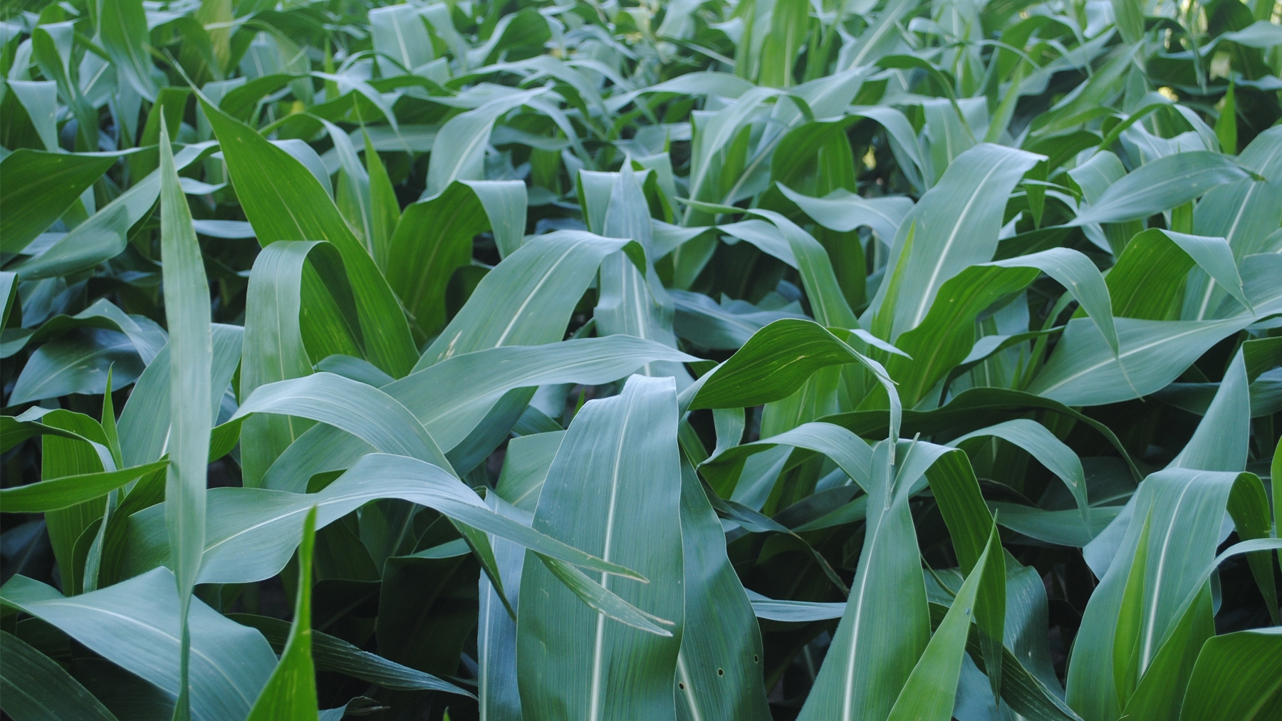 Nebraska corn: Early tar spot detection prompts scouting, treatment advice