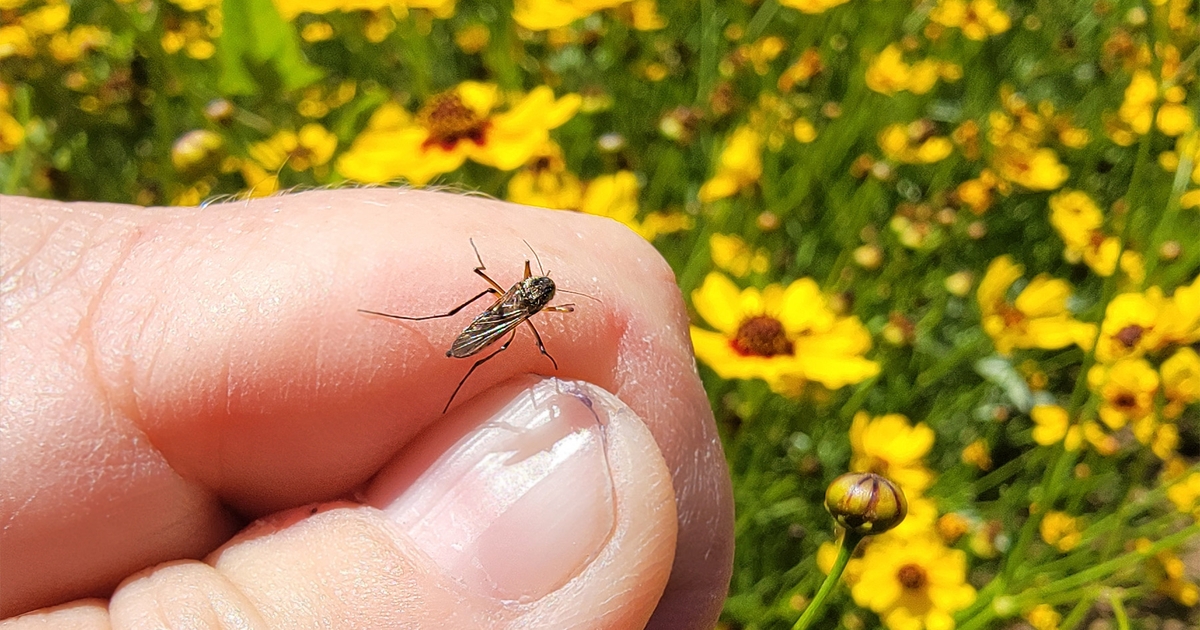 Mosquito types, tips and prevention