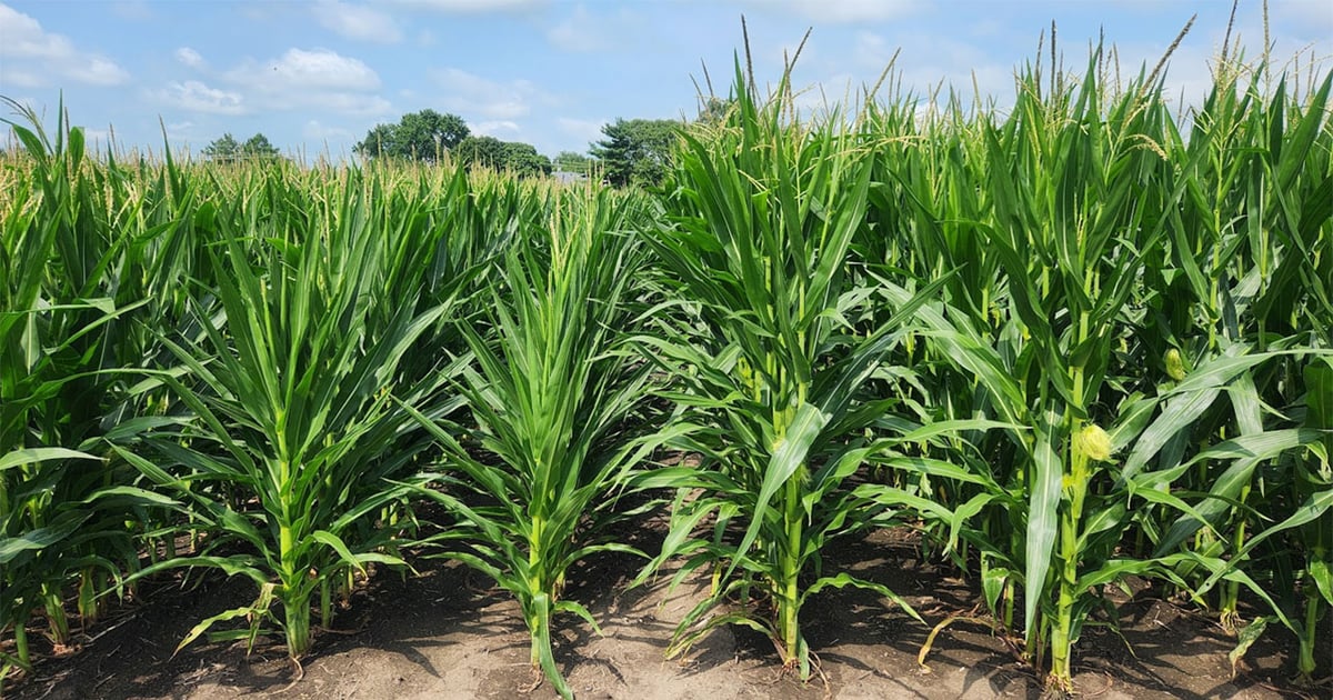 The future of corn is short and narrow