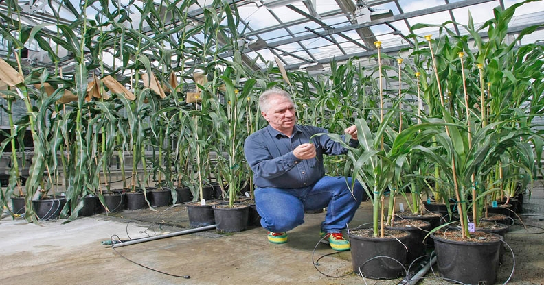 Dwarf corn just around corner? | Farm Progress