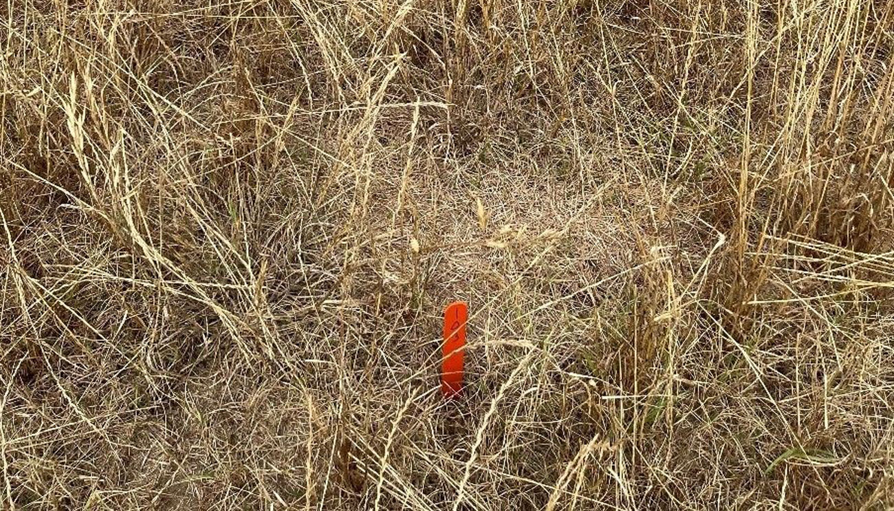 Glyphosate-resistant ryegrass burndown options