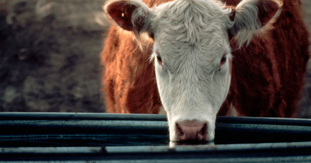 6 criteria for culling cattle during drought