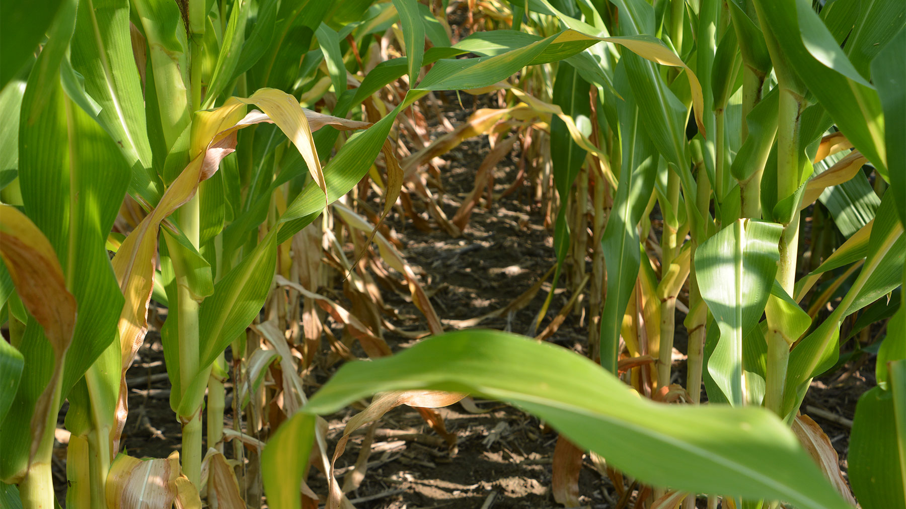 Late-season nitrogen application in corn: Timing, methods and benefits
