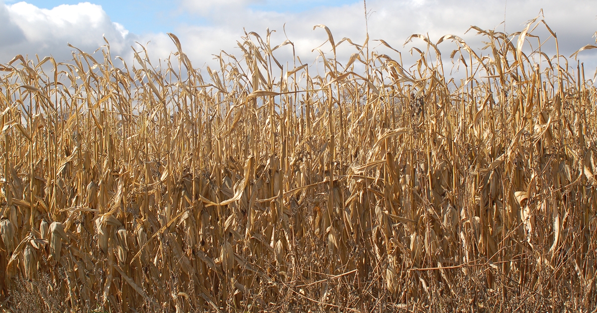 USDA to survey farmers about 2017 crop production