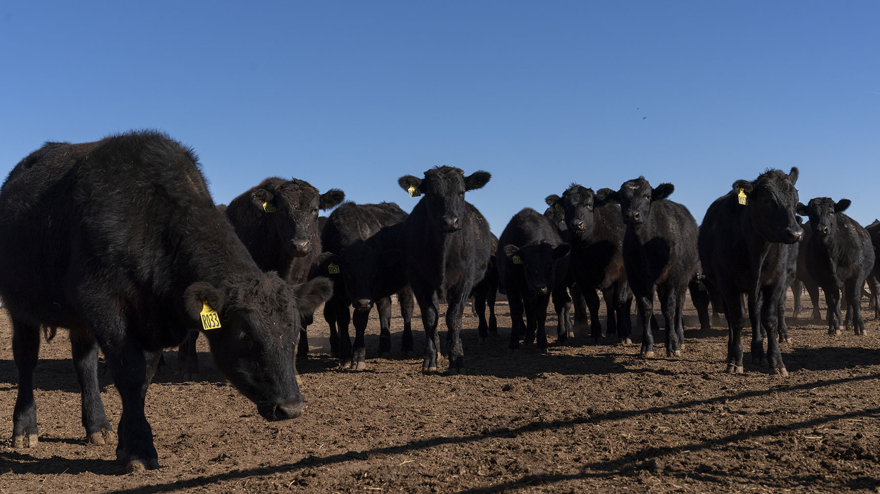 Brazilian beef fat destined for U.S. biofuel production