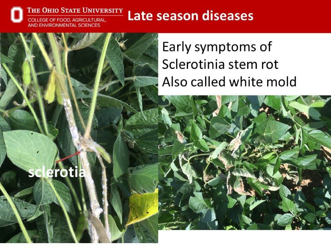 Don't stop scouting: Foliar disease in soybeans are still problematic