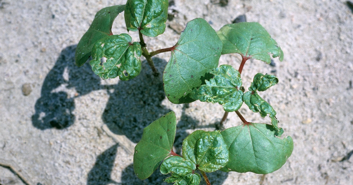 Treatment tips for thrips