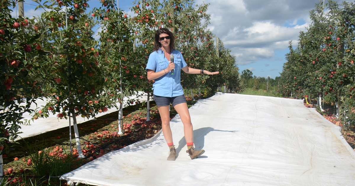 Using reflective ground cover to make better Southern apples