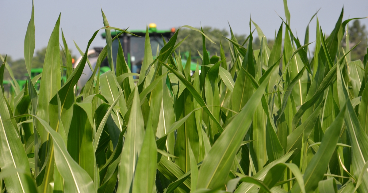 Growing degree days guide corn growth