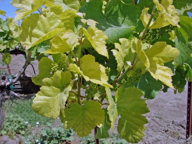 Foliar Zn, Mn, Fe, and Mg on grapes during spring leaf-out