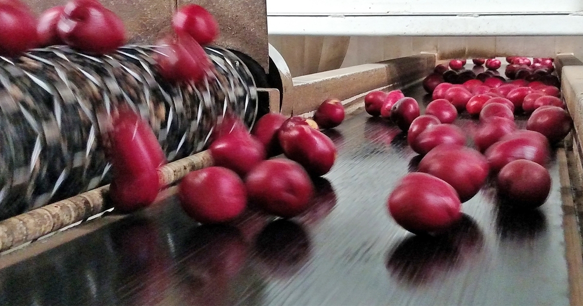 Red potato prices at a 14-year low