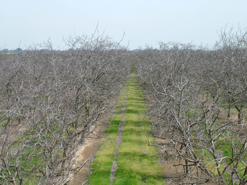 Trapping guidelines for walnut twig beetle released | Farm Progress
