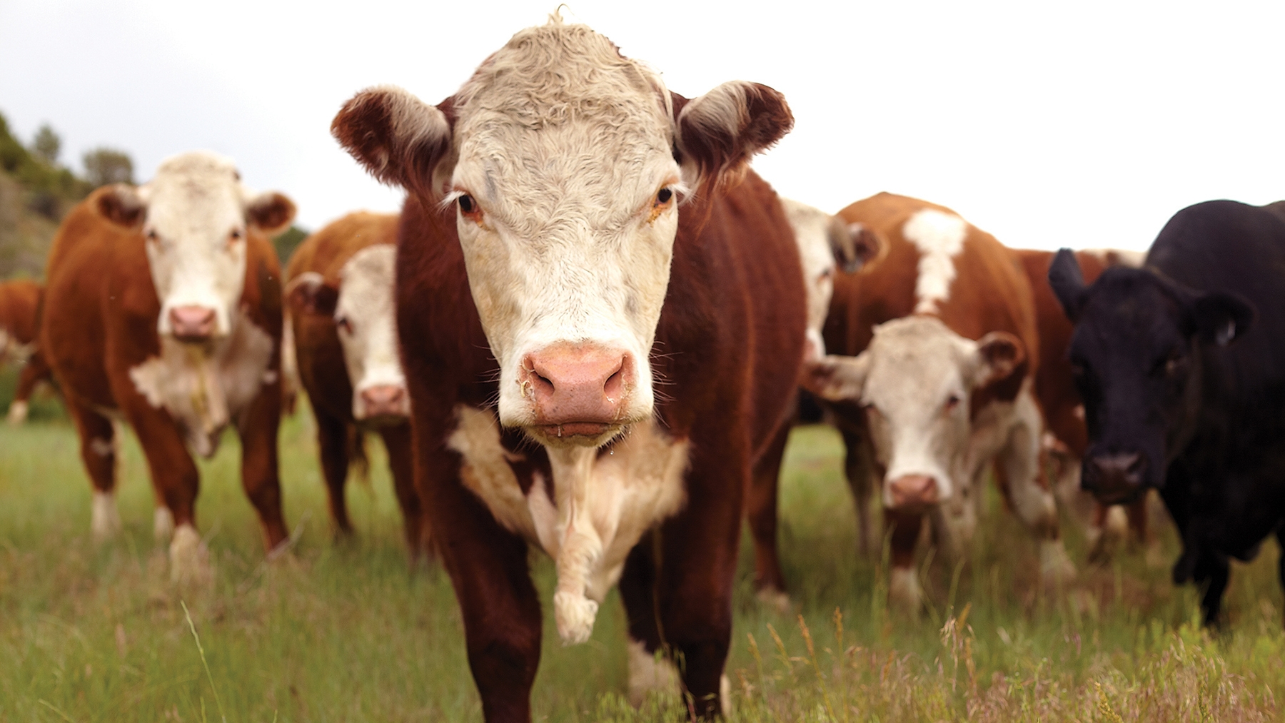Majority of U.S. cows live on big dairies