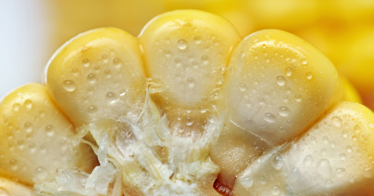 Pairwise, Bayer team up to increase kernel rows on corn ears