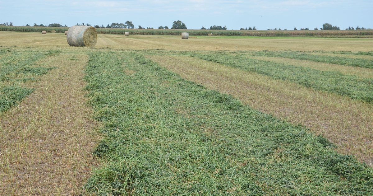 Alfalfa rotation tackles corn rootworm issues