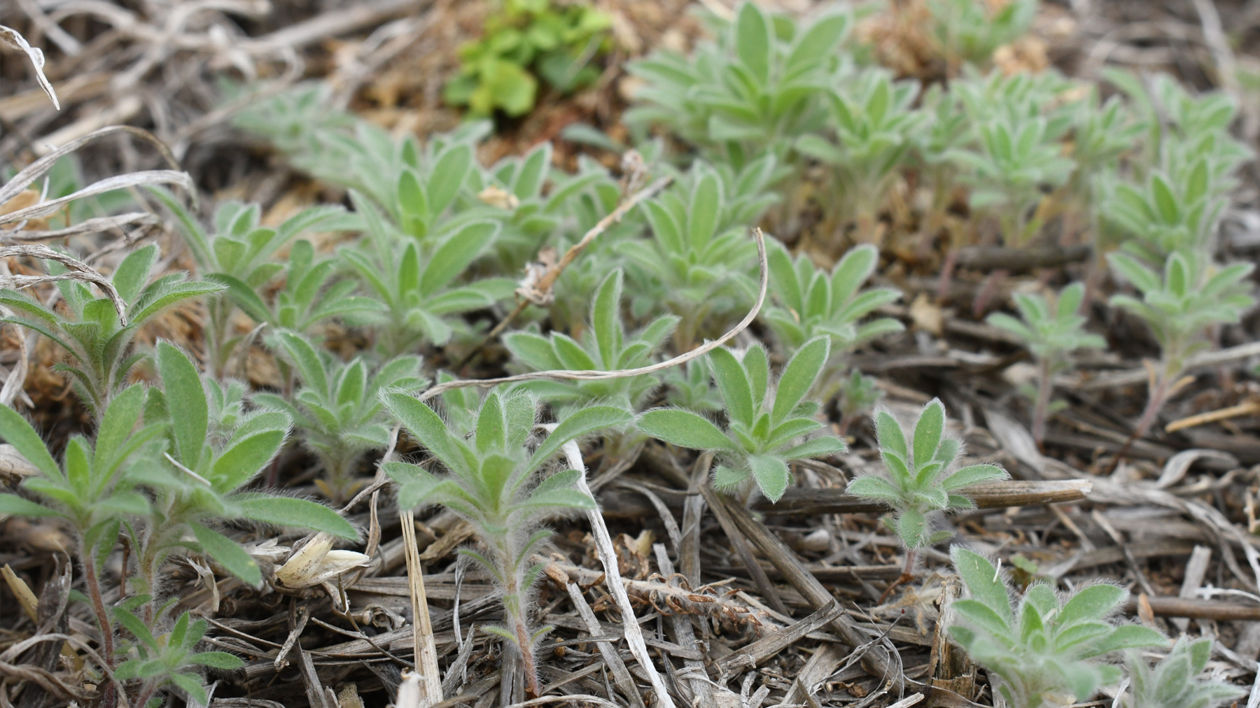 Nip kochia in the bud