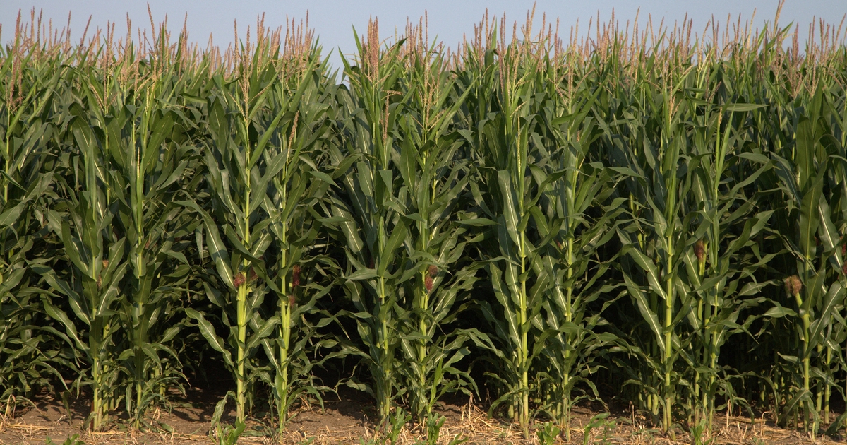 Genetic improvement starts with good germplasm