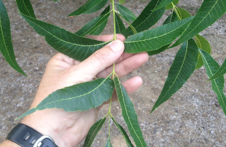 Pecan leaf sampling: Best tool for tree’s real fertility needs