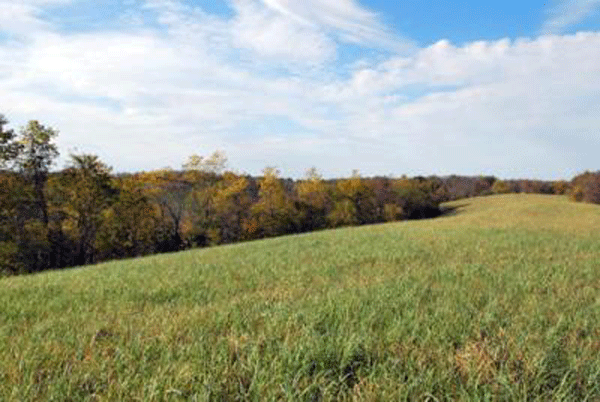 Kentucky exploring alternative possibilities for switchgrass | Farm ...