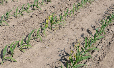 First corn is emerging in Indiana