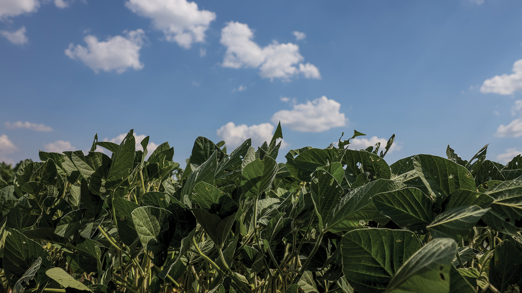 Soybean recent news | Farm Progress
