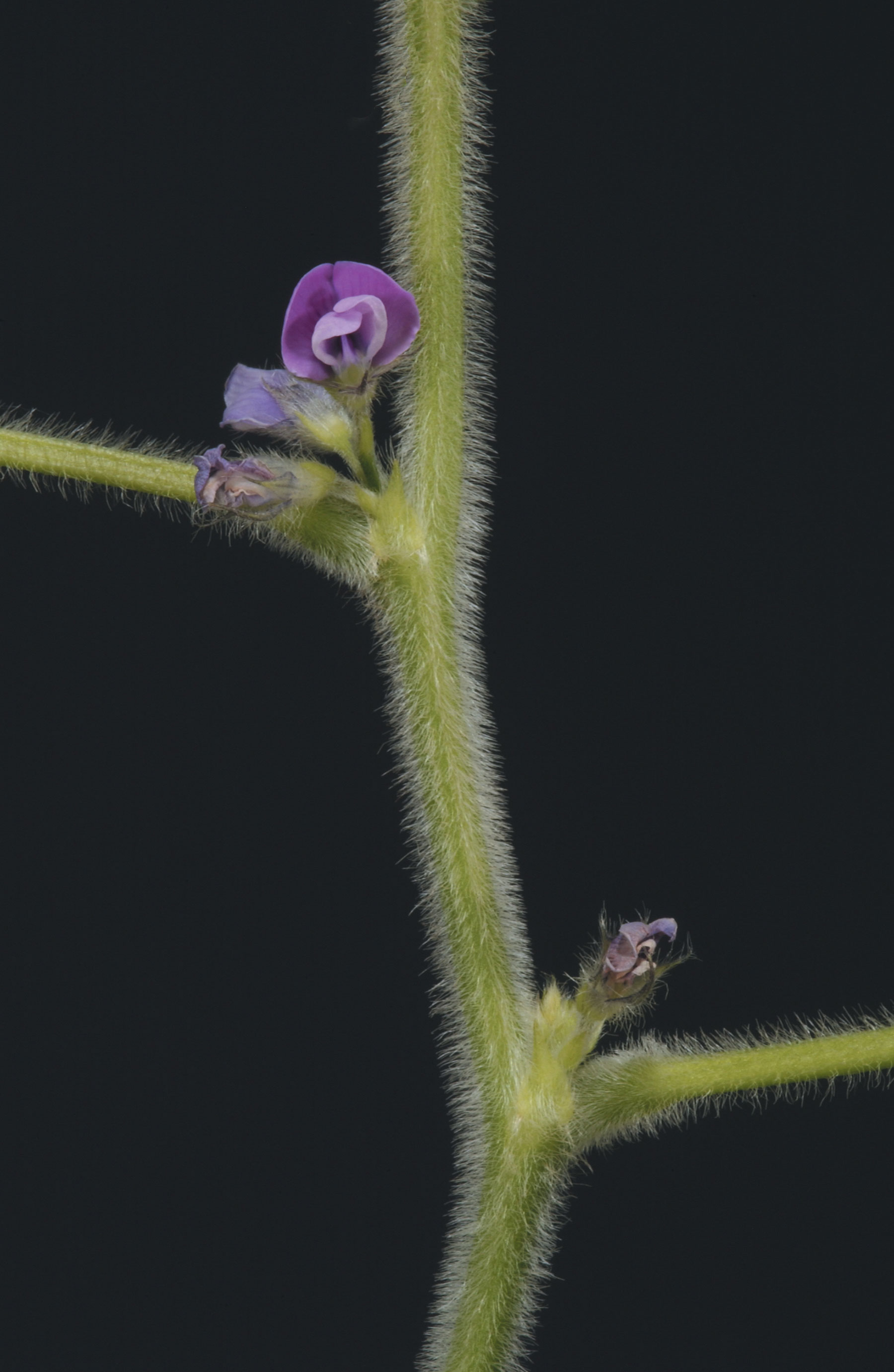 Why soybean flowers are more than just pretty blooms