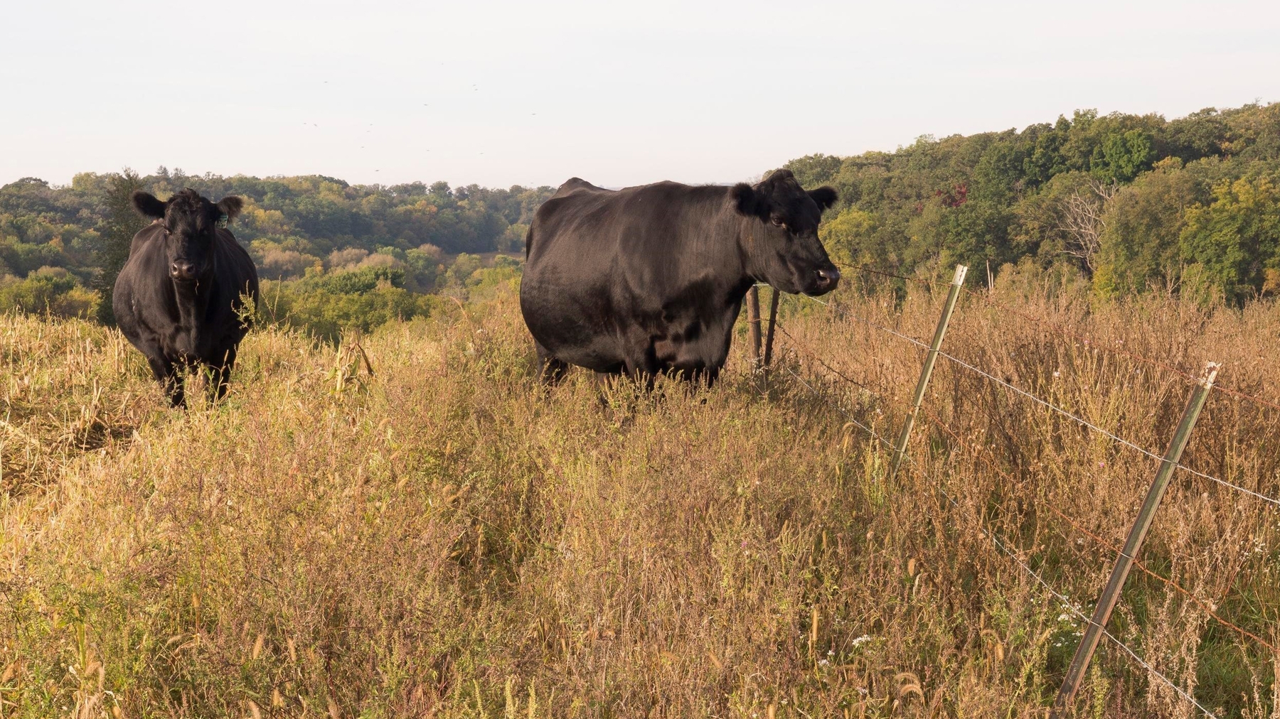 Cull cow marketing strategies for beef producers