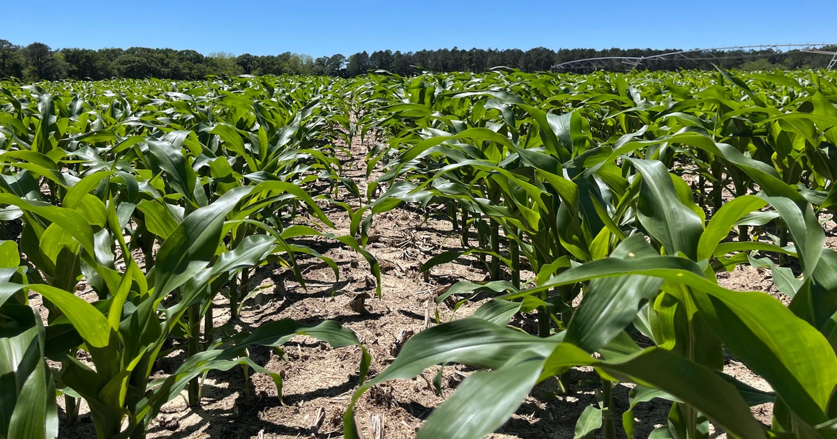 Tracking Will's 500-bushel corn (V-5 stage)