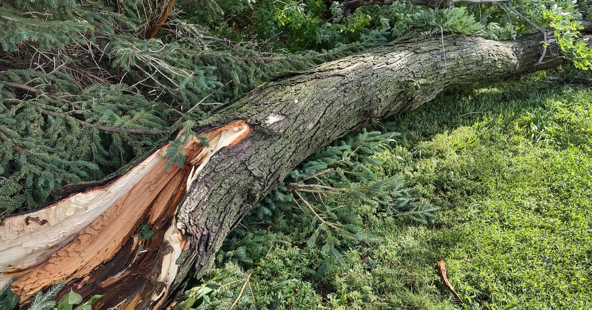 Will my storm-damaged tree survive?