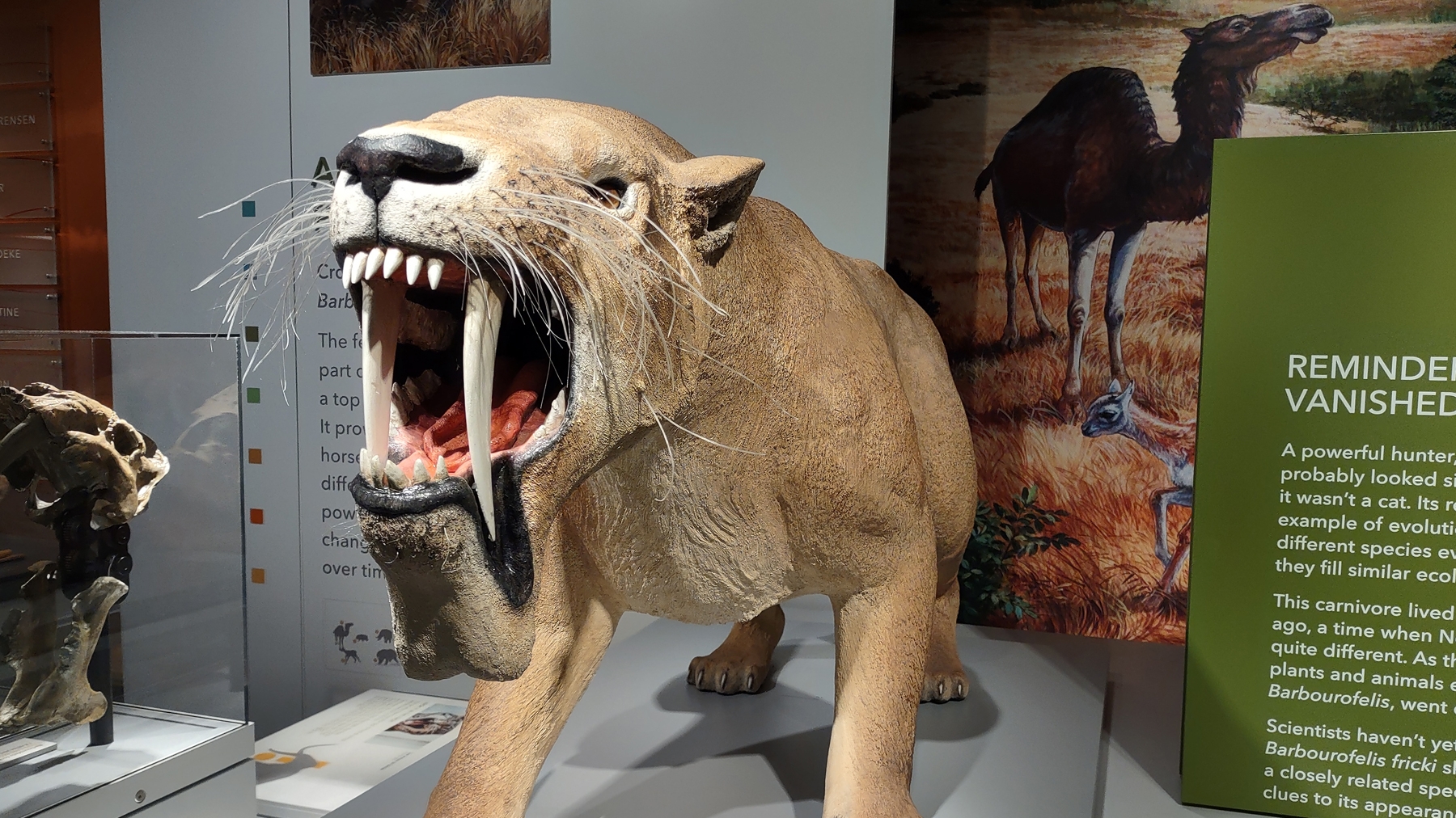 Meet ‘Archie’ at Morrill Hall