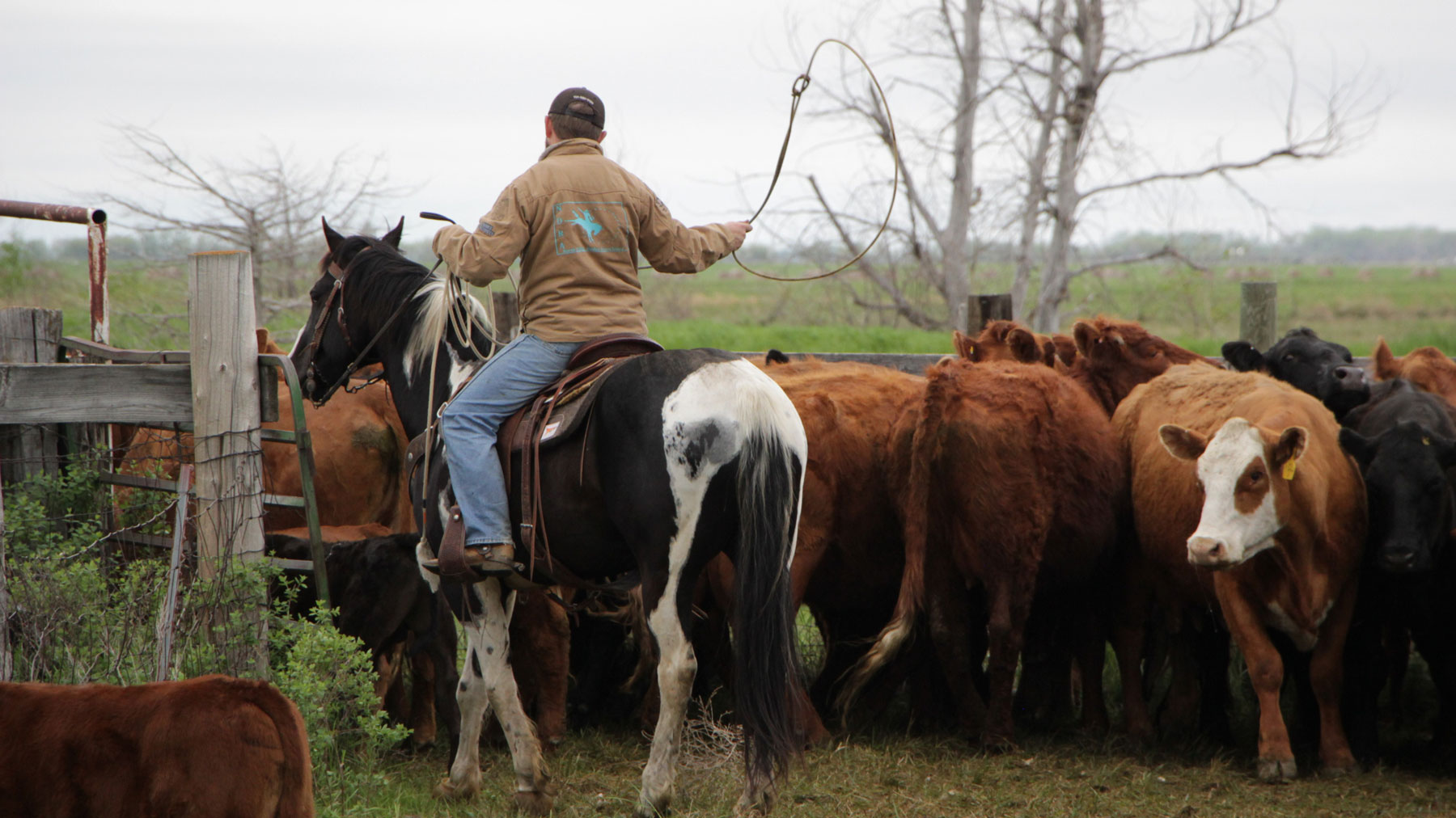 How’s your horse’s microbiome doing?