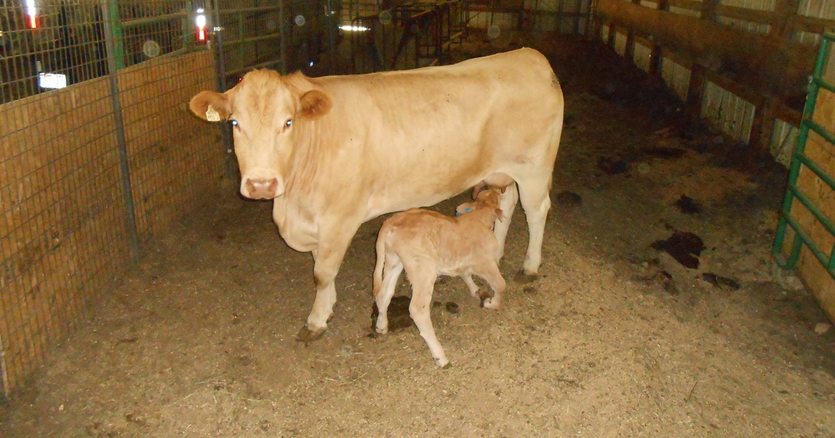 Calf overcomes tendon contracture and excels