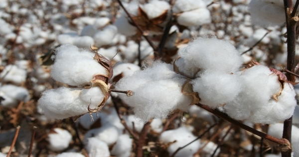 High Cotton winners represent the best of the best