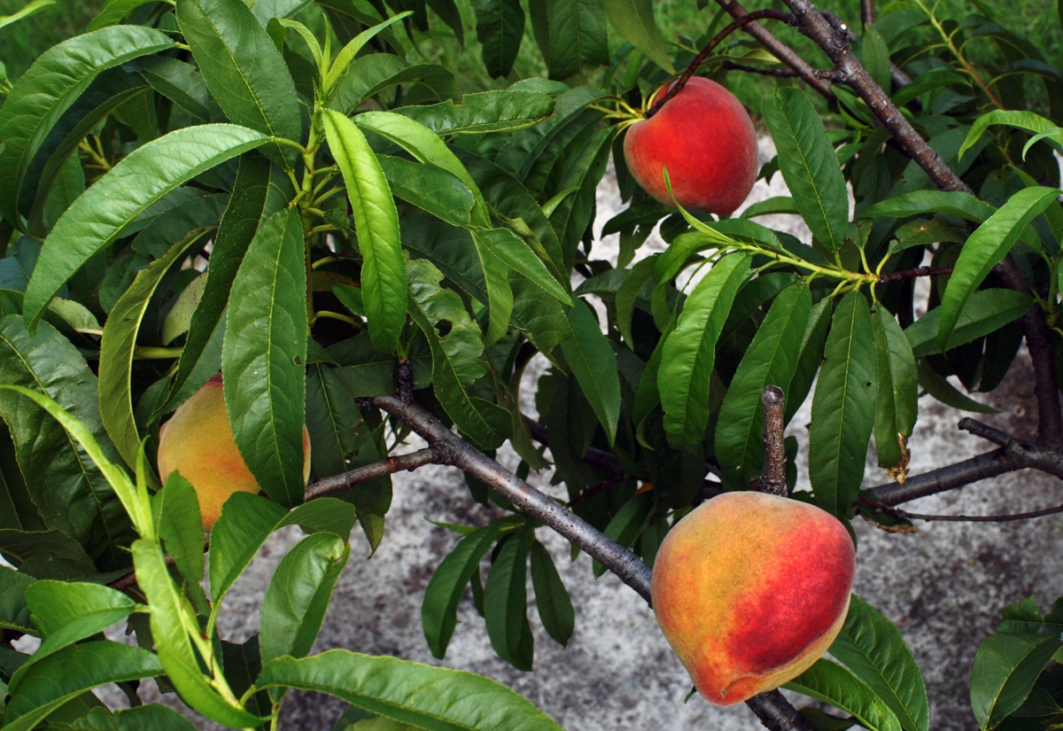 Peach disease Armillaria root rot targeted by Clemson researchers