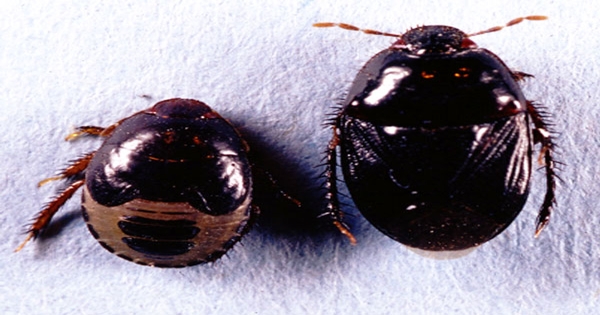 Burrower bug is elusive, damaging pest in peanuts