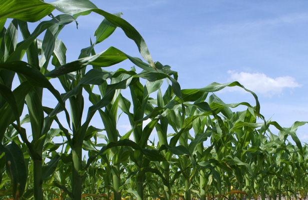 EPA opens comment period for inpyrfluxam