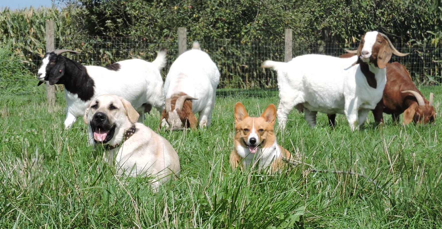 Meet more of our favorite farm dogs | Farm Progress