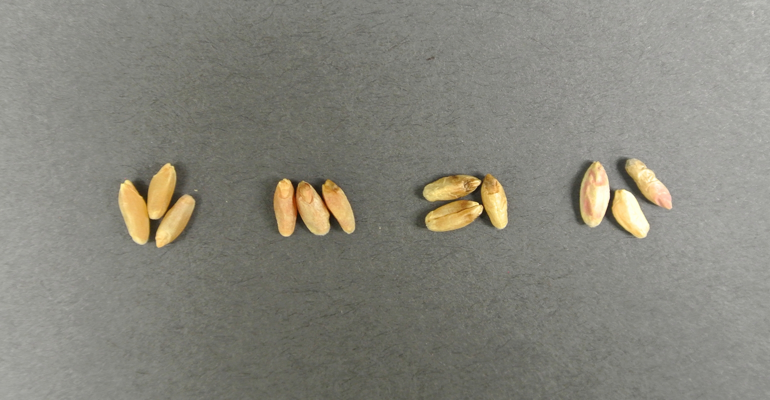 What causes wheat seed discoloration?