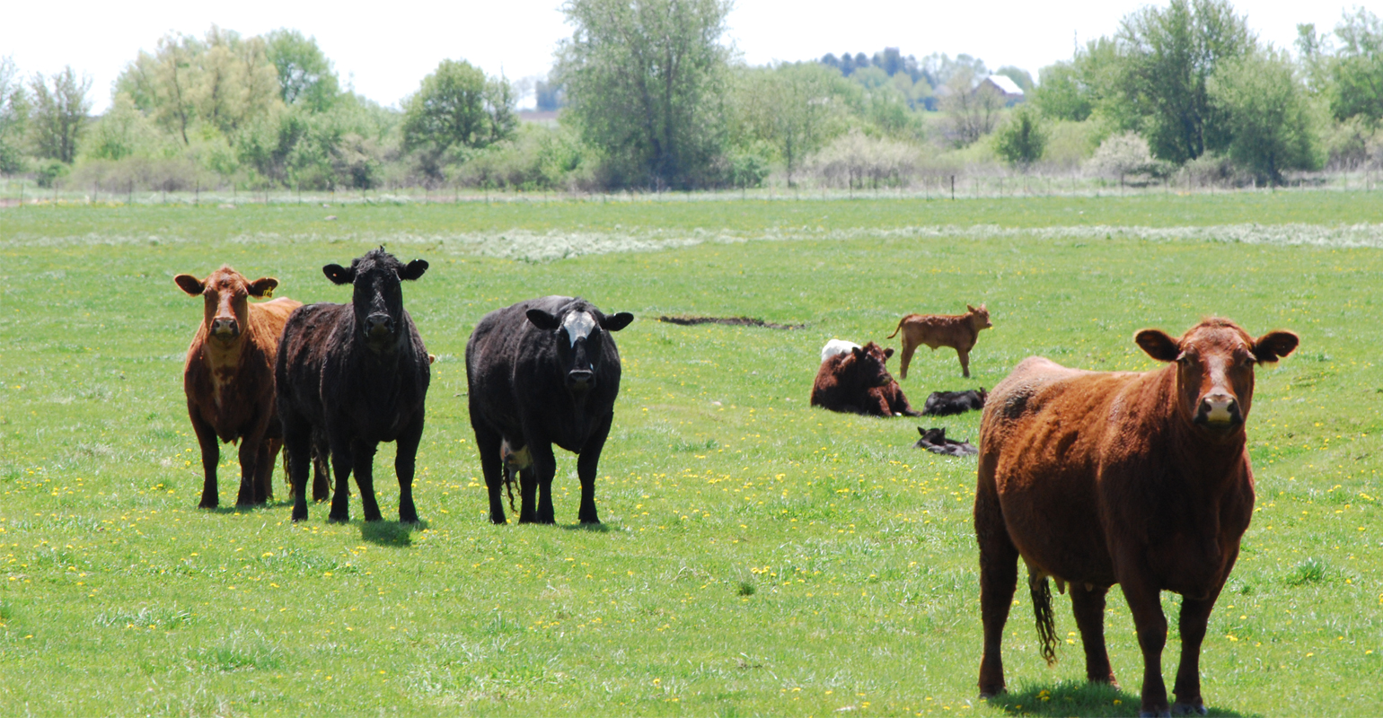 Meet newest ISU beef cattle specialist