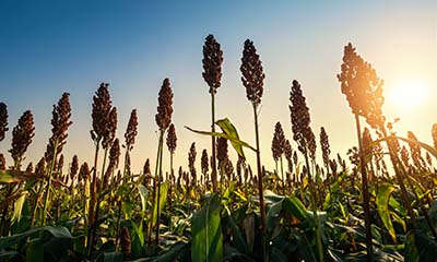 EPA grants emergency exemption to use Transform insecticide in Texas