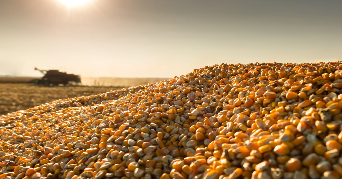 USDA corn yield estimate hits record high
