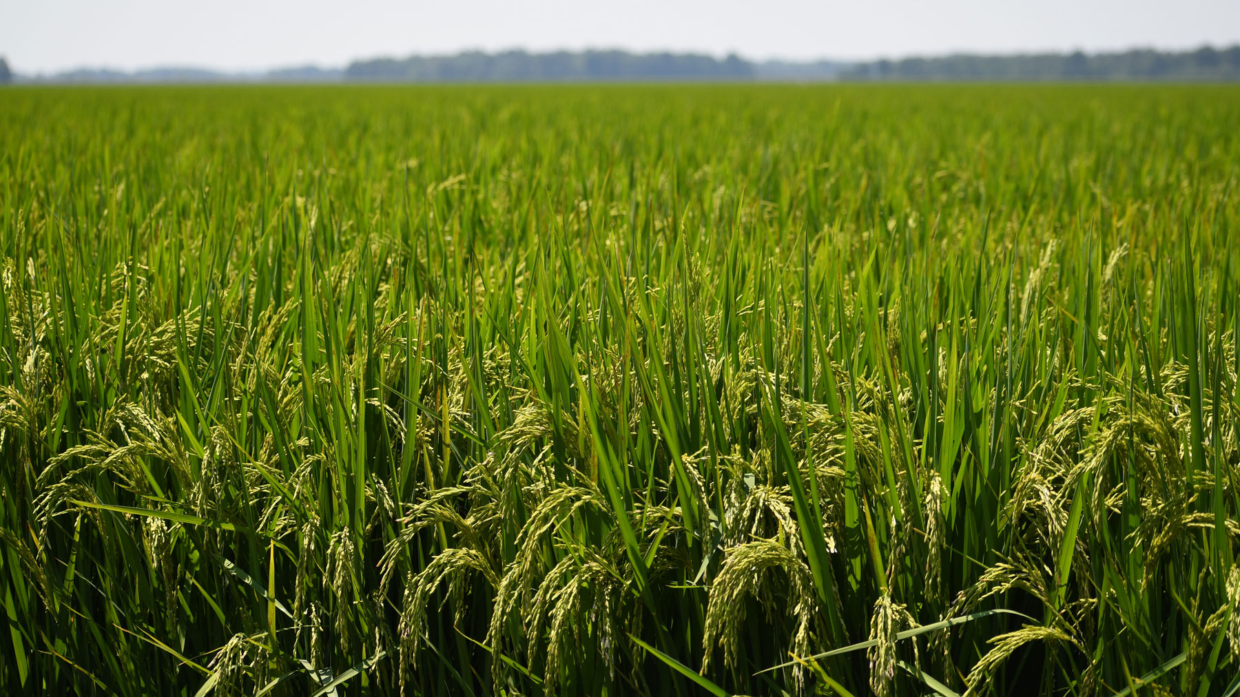 Battling weedy rice with ACCase cropping systems
