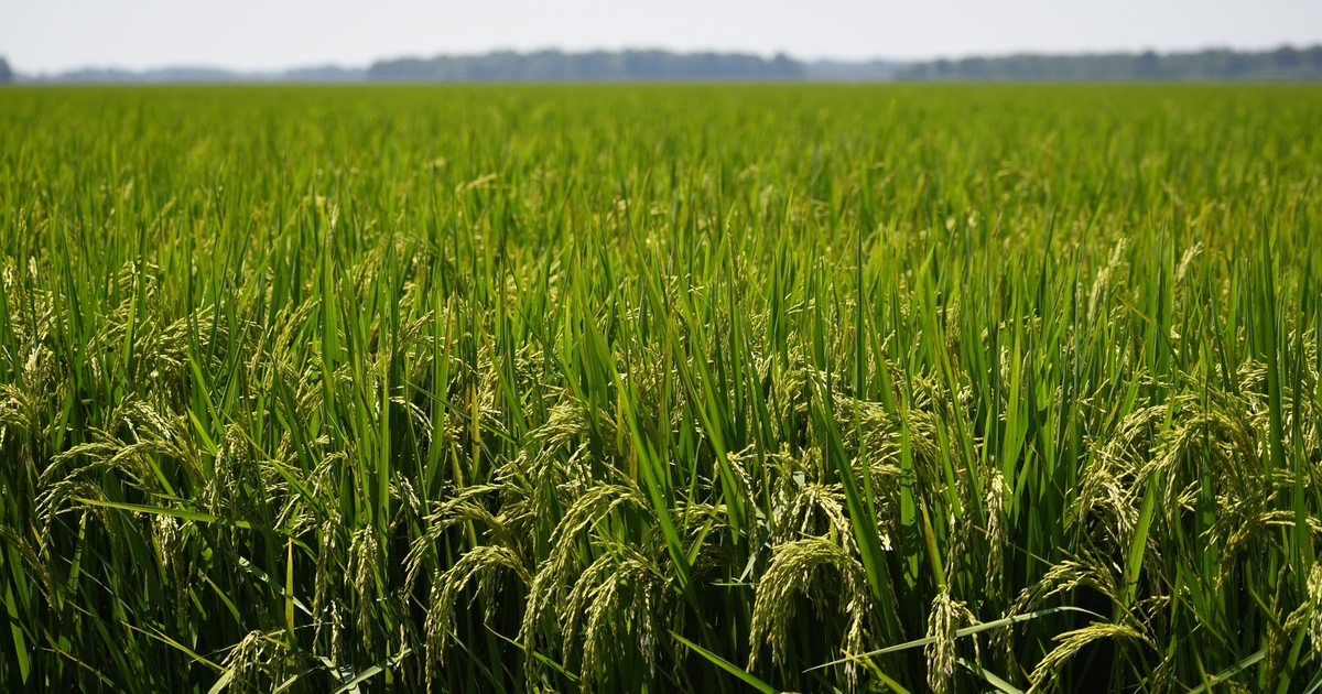 Battling weedy rice with ACCase cropping systems