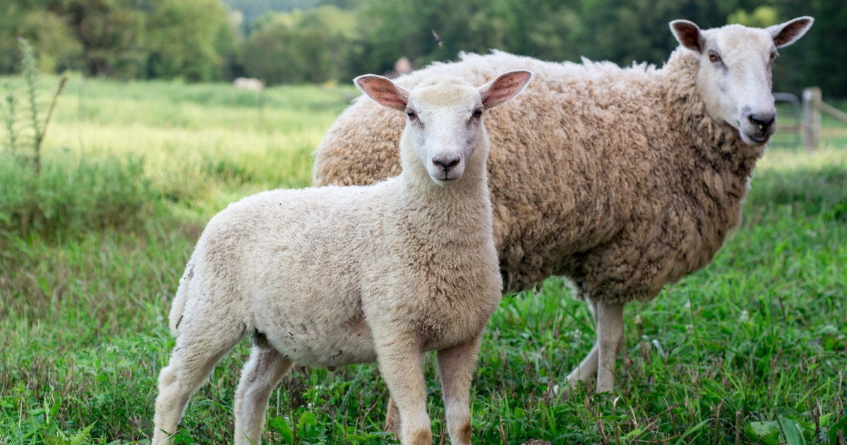 Ewe management tips for mid-, late gestation