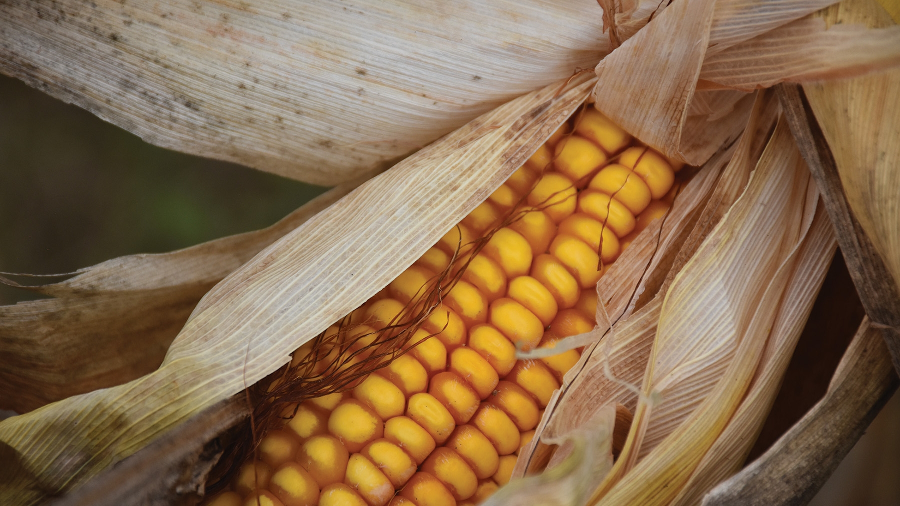 Understanding Corn Test Weight | Farm Progress