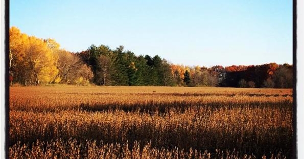 Top 5 Ag stories: Fall weed control; cash rent vs. farmland price and ...