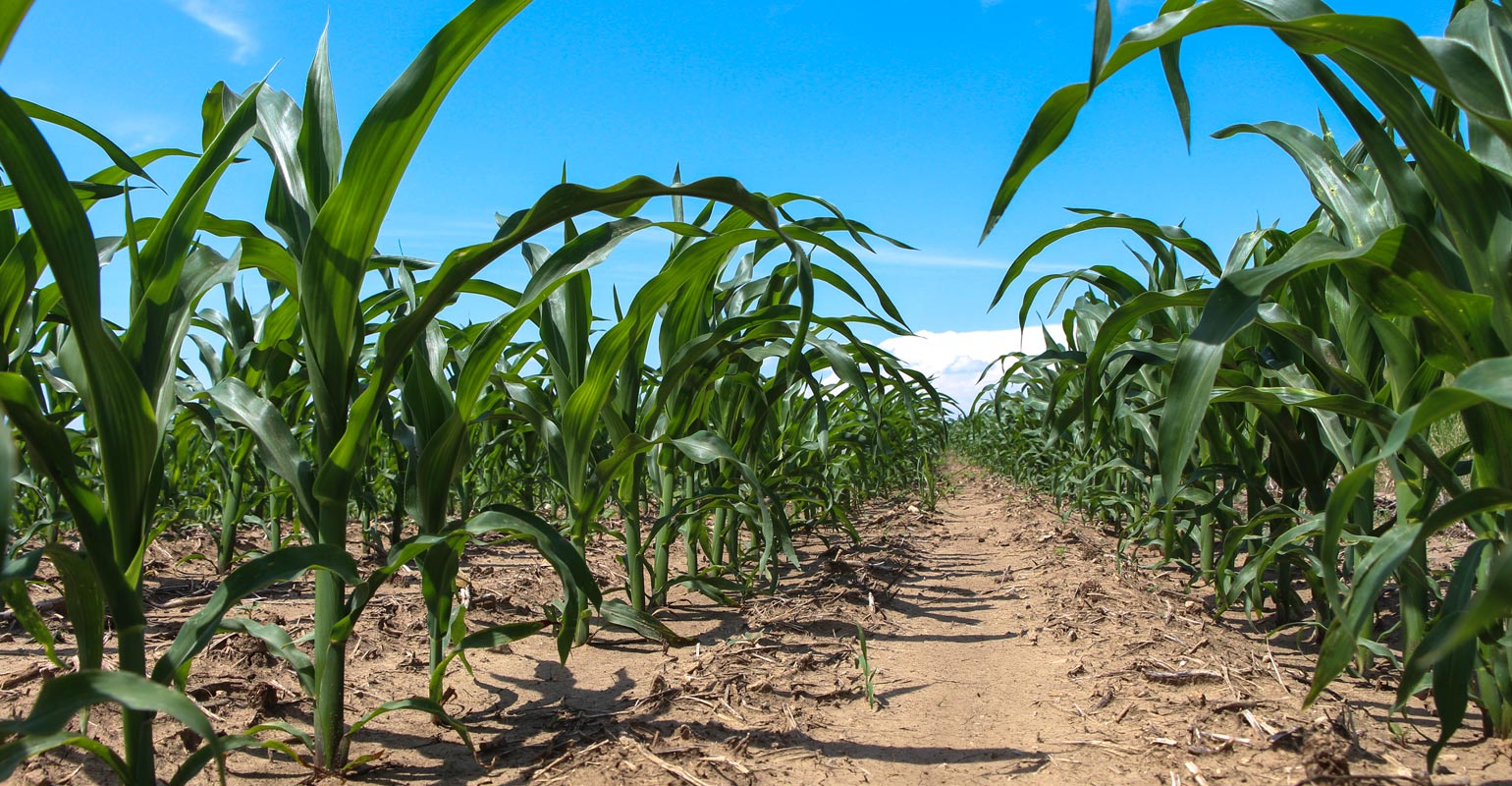 New herbicides control resistant weeds in corn