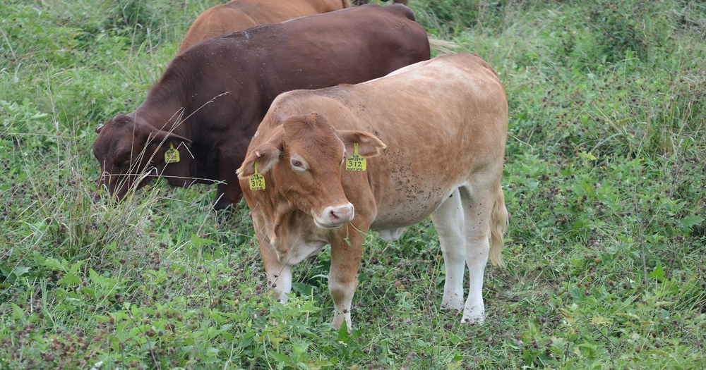 How to build forage quality, animal health and production
