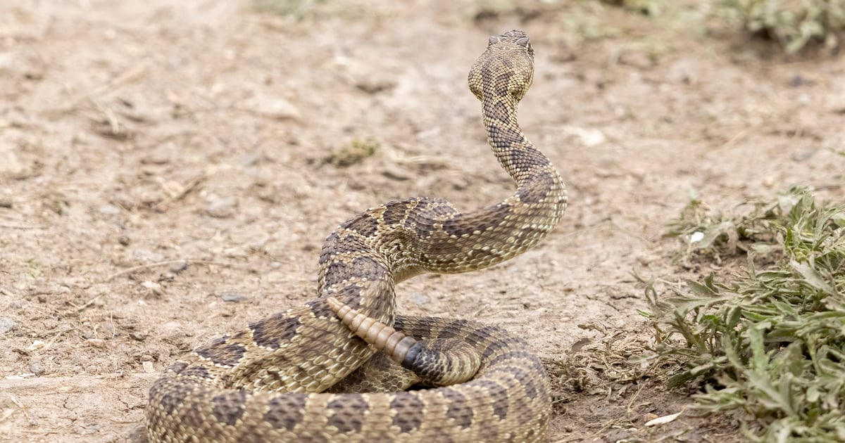 How to be prepared for things that bite you on the farm