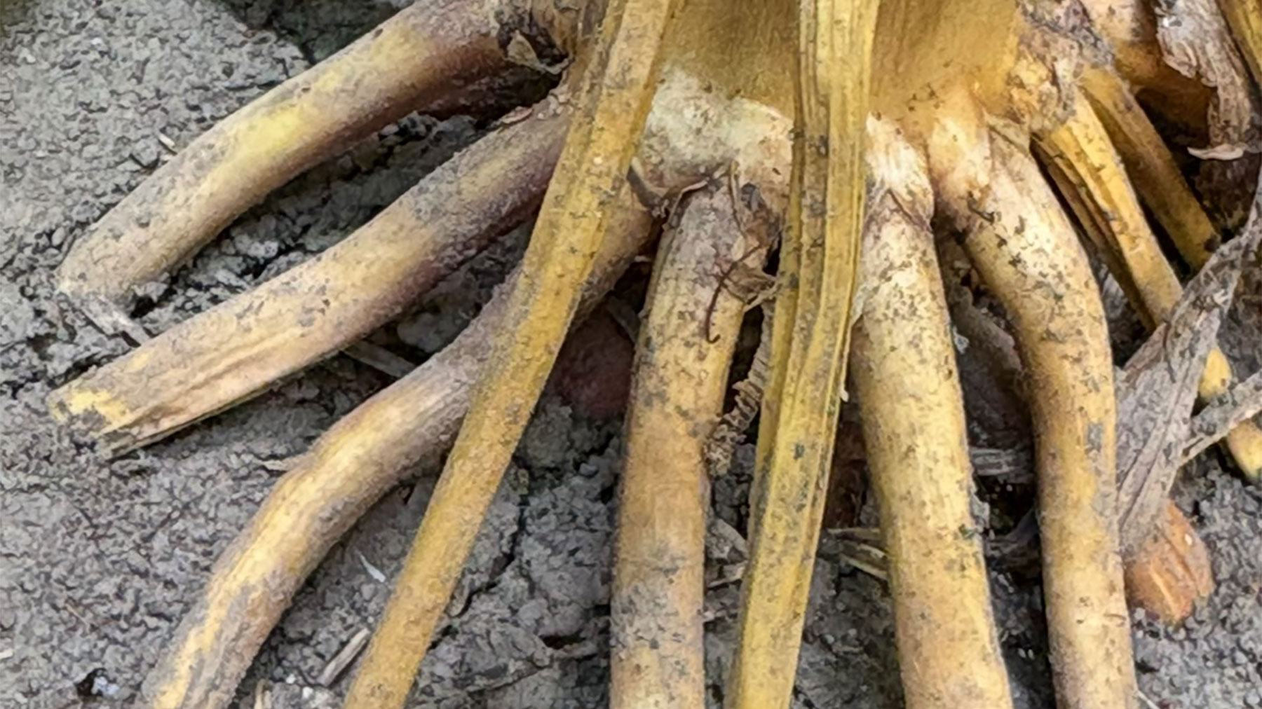 Gauge cornstalk quality by studying brace roots